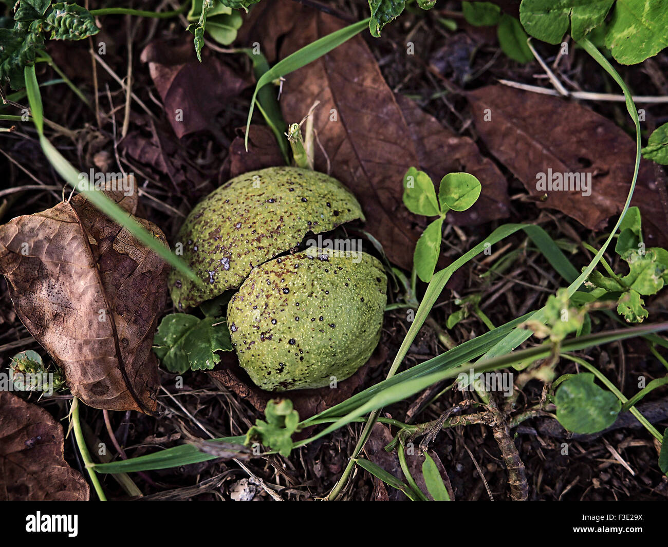 Walnut skin hi-res stock photography and images - Alamy