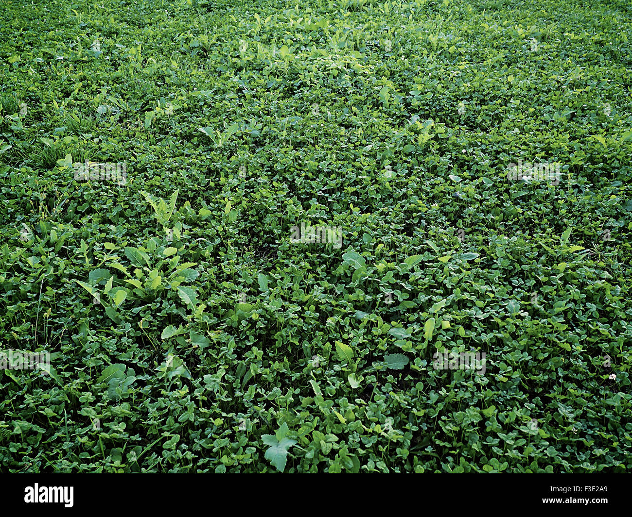 Seamless texture green grass hi-res stock photography and images - Alamy