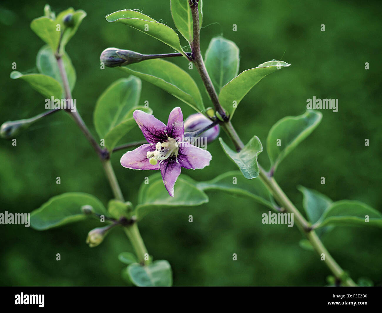 Goji berry plant flower hi-res stock photography and images - Alamy