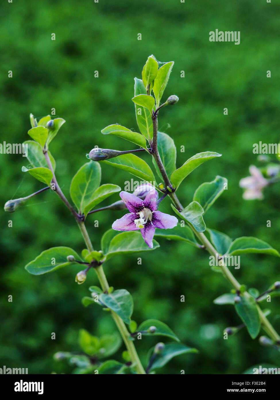 Goji berry shrub hi-res stock photography and images - Alamy
