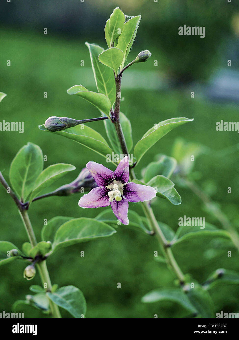 Goji berry shrub hi-res stock photography and images - Alamy