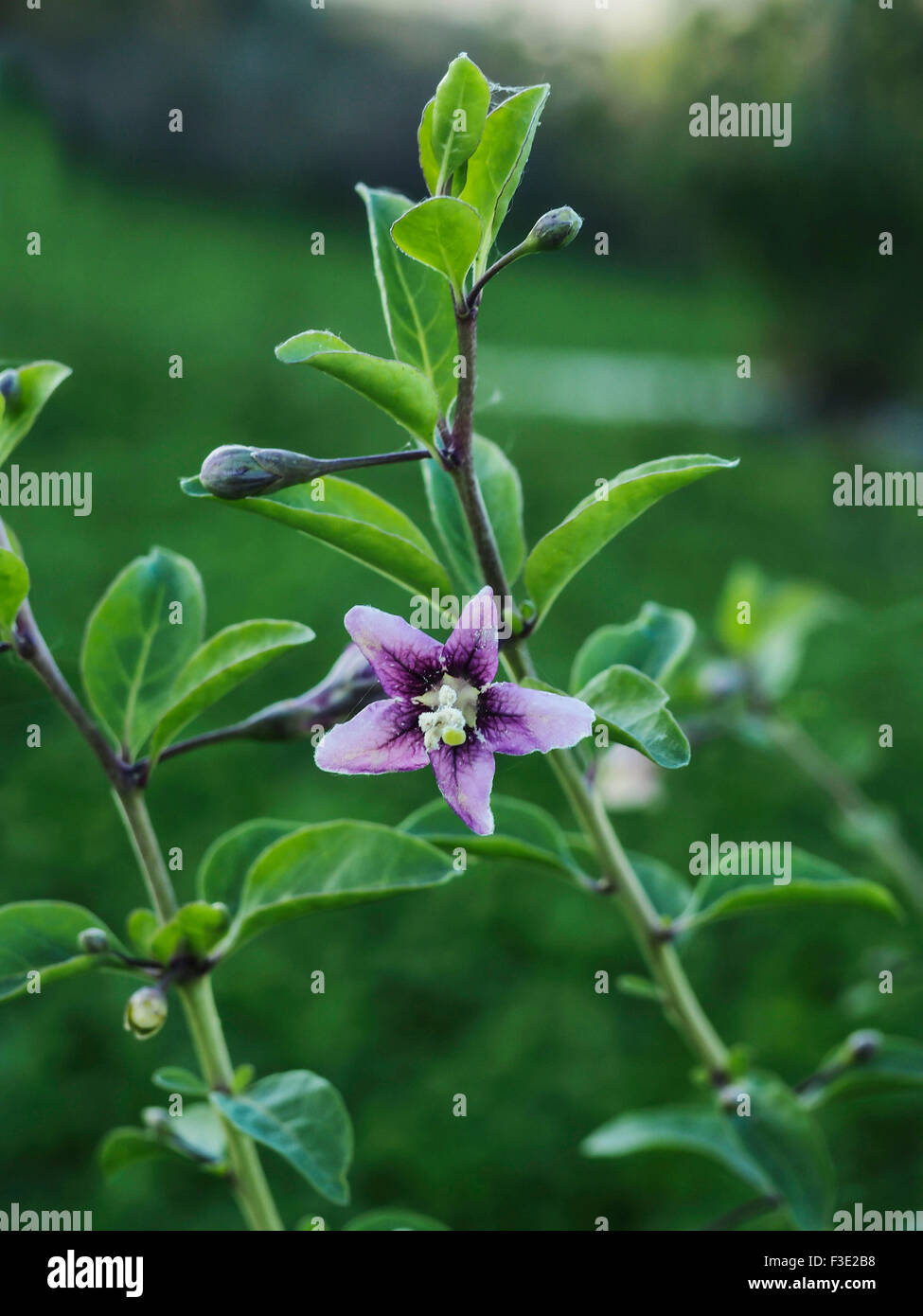 Goji berry shrub hi-res stock photography and images - Alamy