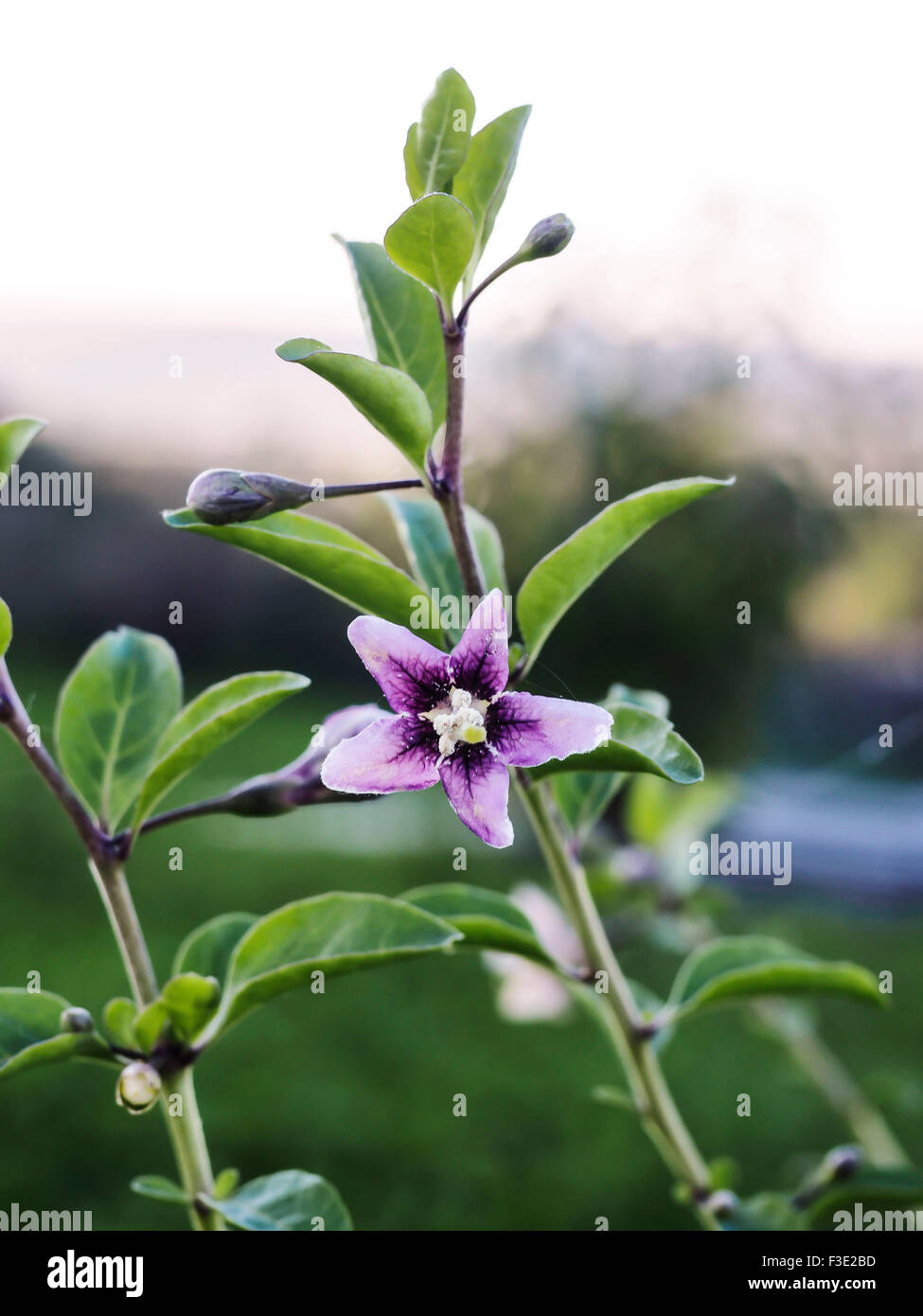Goji berry shrub hi-res stock photography and images - Alamy