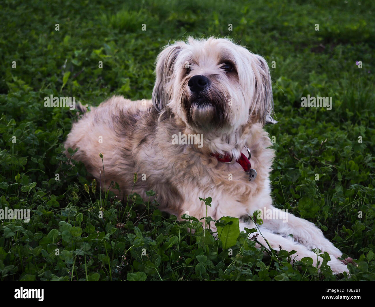 Human puppy play outdoor hi-res stock photography and images - Alamy