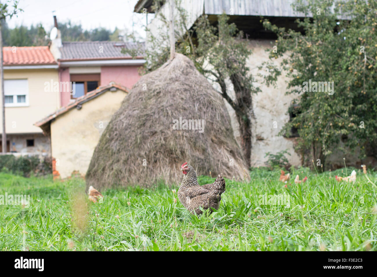 Hen in a field Stock Photo - Alamy