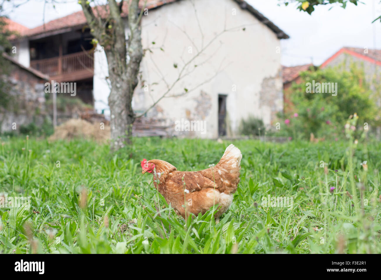 Hen in a field Stock Photo - Alamy