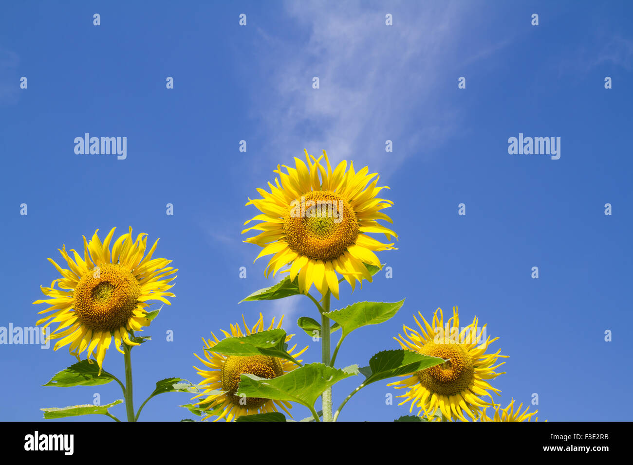 sun flower in garden Stock Photo - Alamy