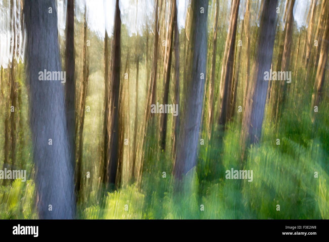 Intentional Camera Movement - Trees in Abstract Stock Photo - Alamy
