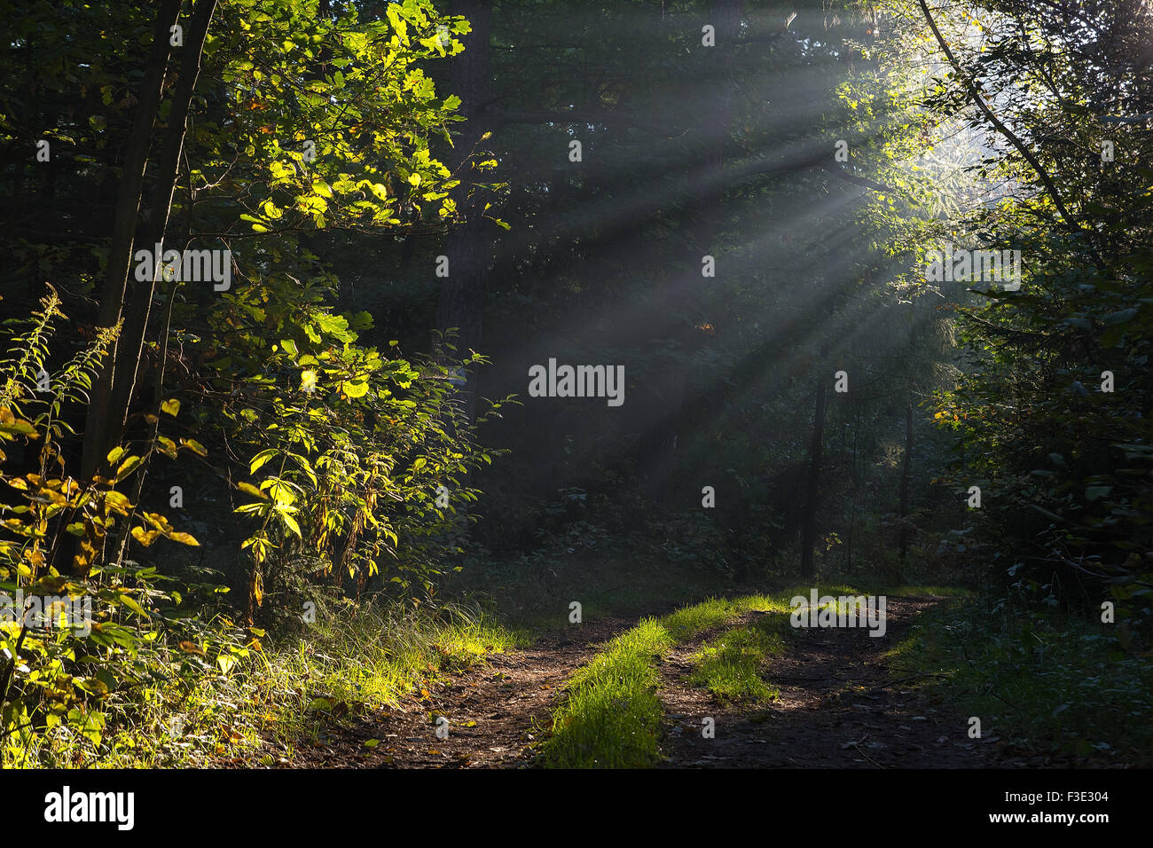 Forest in the morning Stock Photo - Alamy