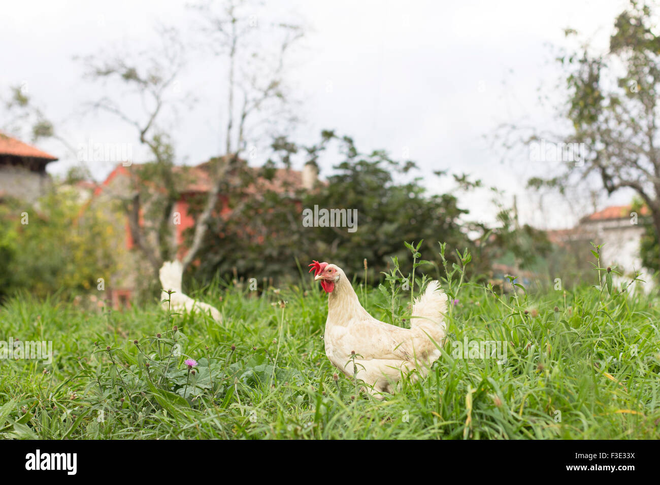 Hen in henhouse hi-res stock photography and images - Alamy