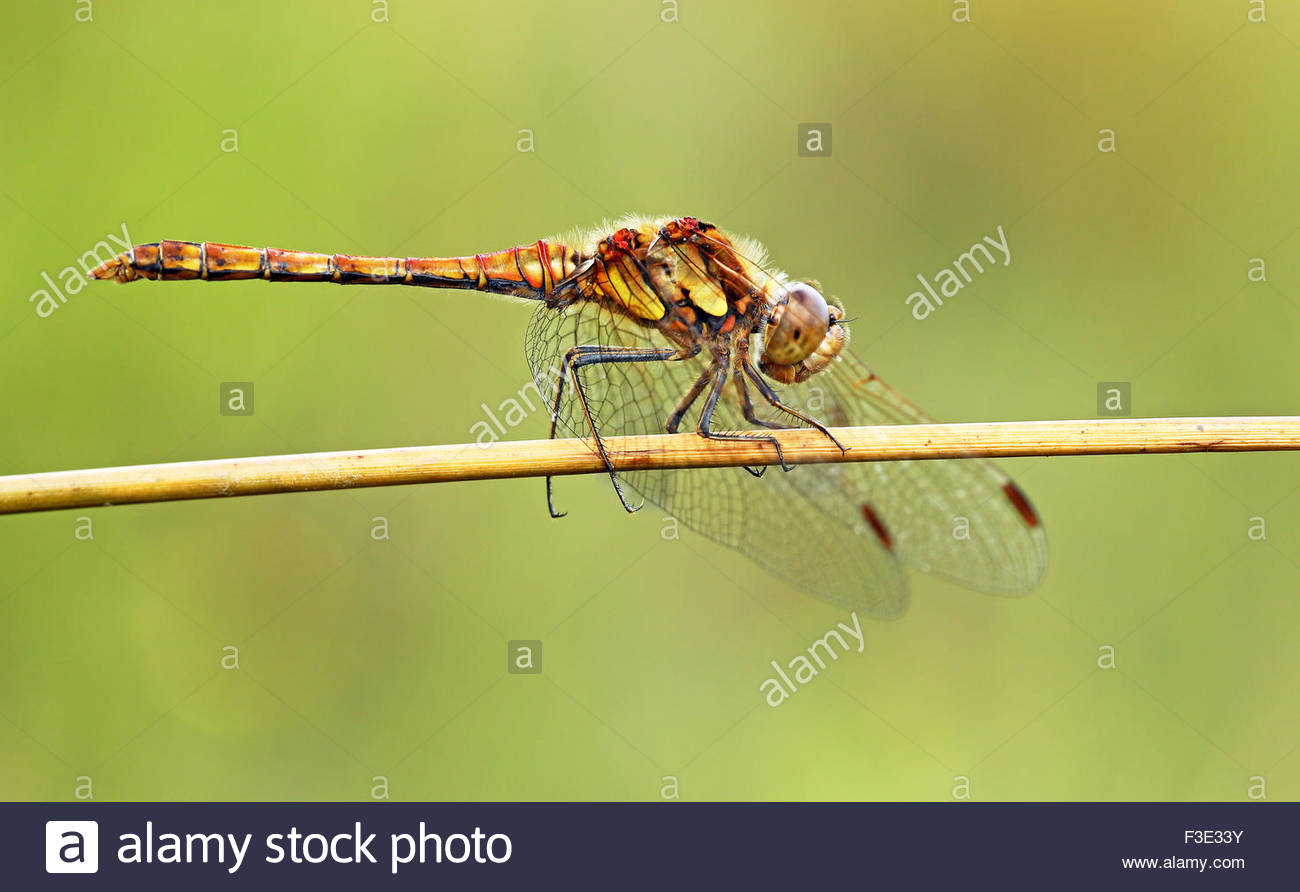 Anisoptera Stock Photos & Anisoptera Stock Images - Alamy