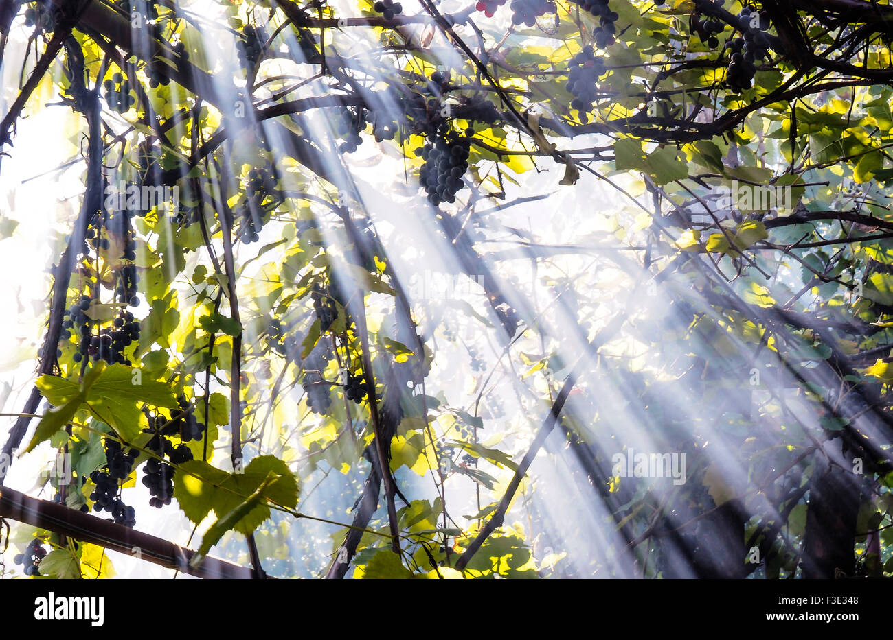 Glow vine hi-res stock photography and images - Alamy