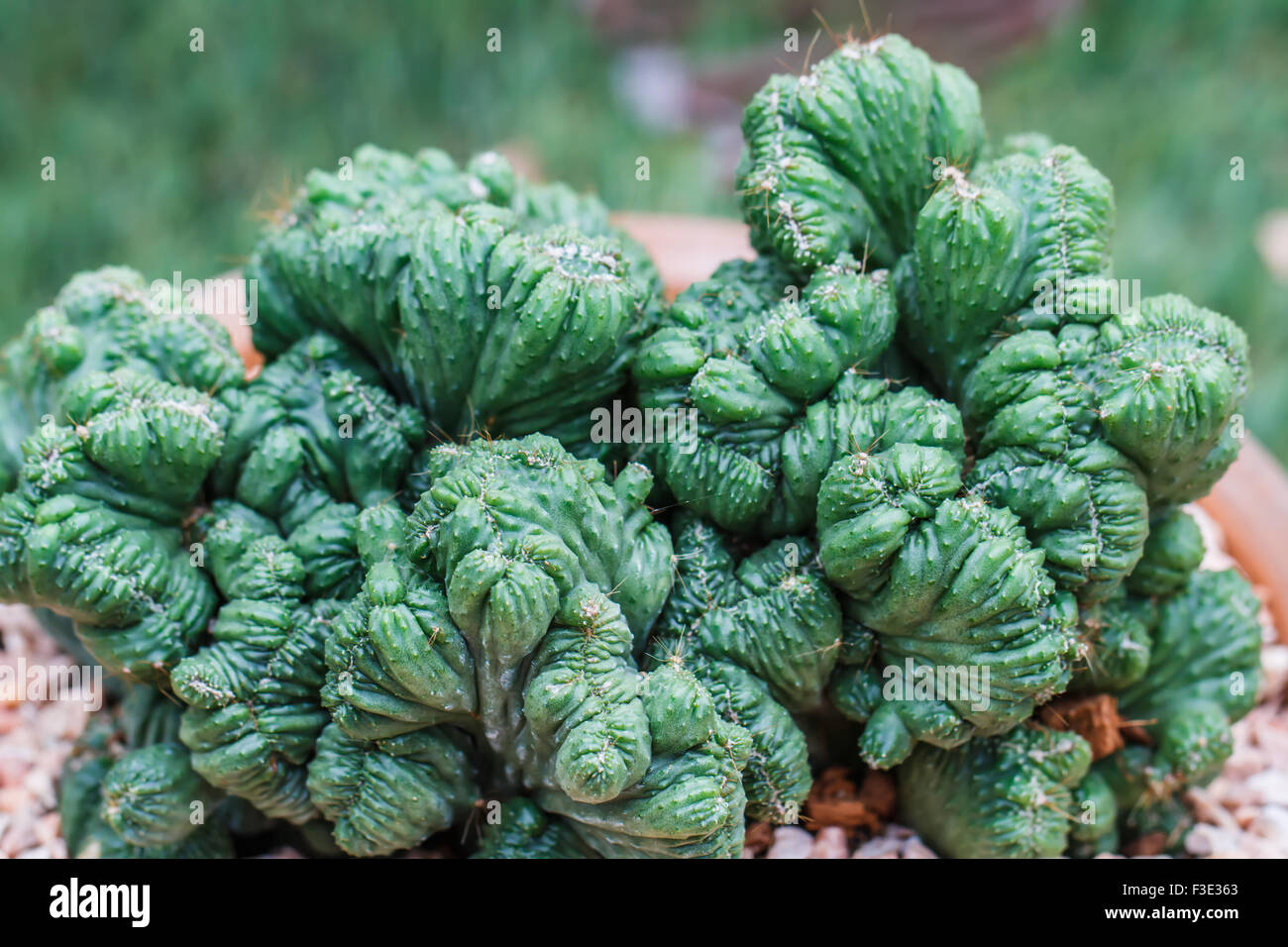 Bonsai cactus hi-res stock photography and images - Alamy