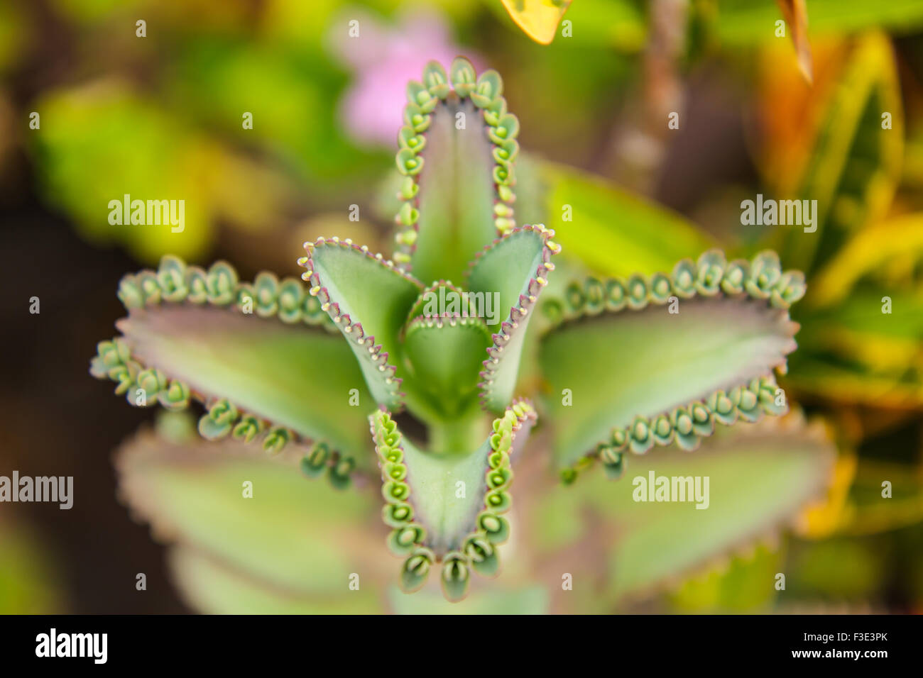 Plants with leaves much inbreeding Stock Photo - Alamy