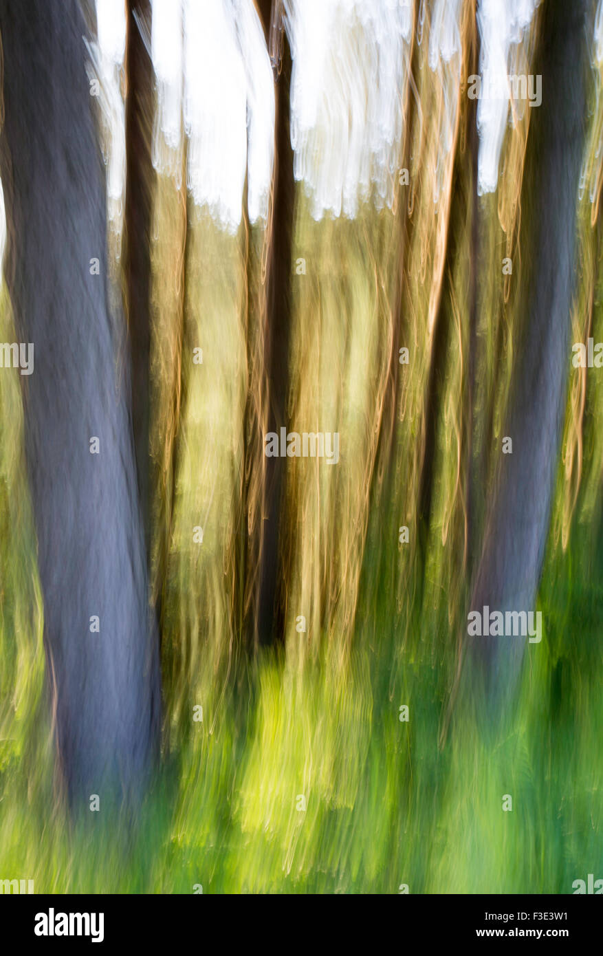 Blurred movement trees hi-res stock photography and images - Alamy