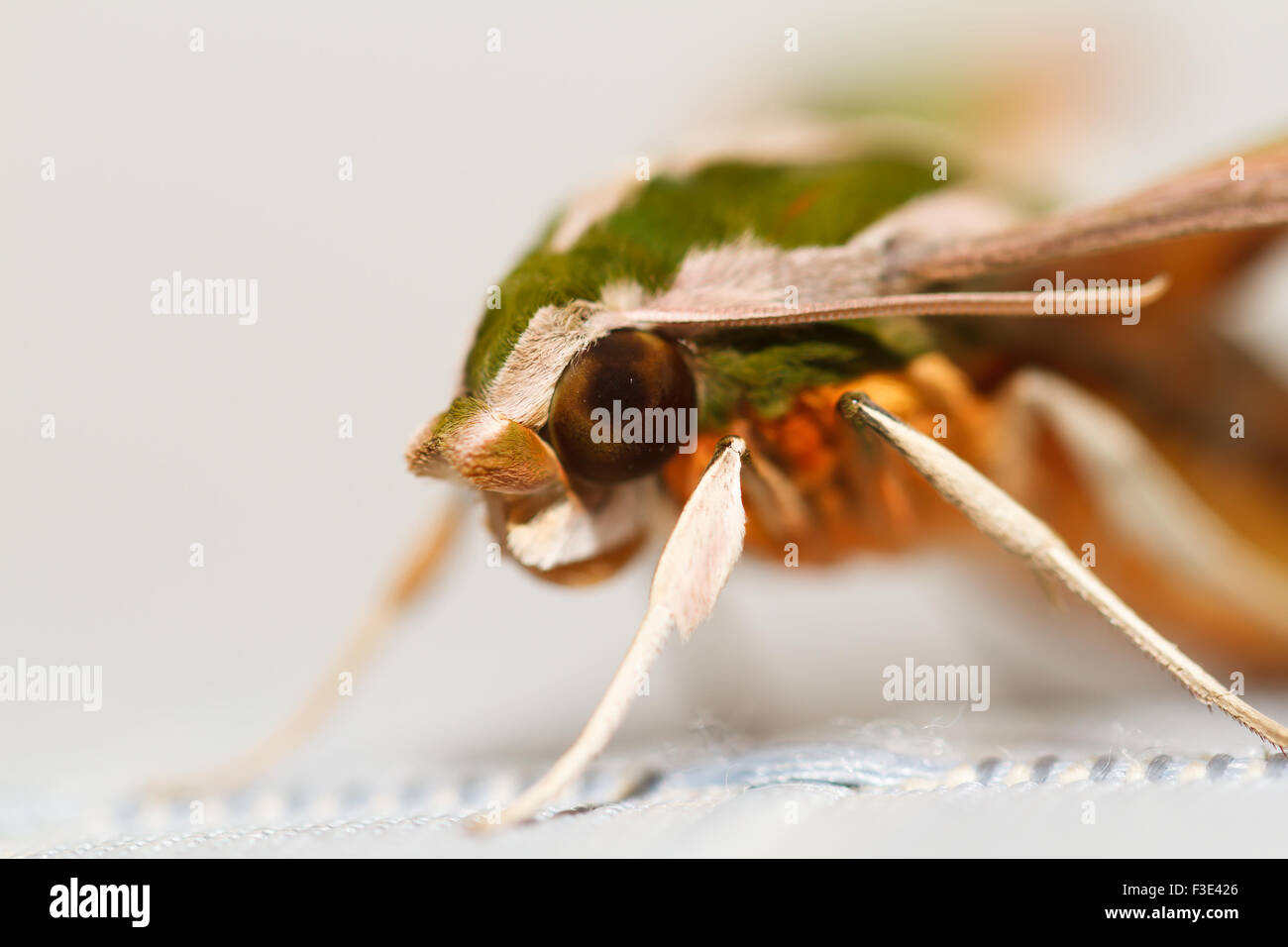 Moth in the nature Stock Photo - Alamy