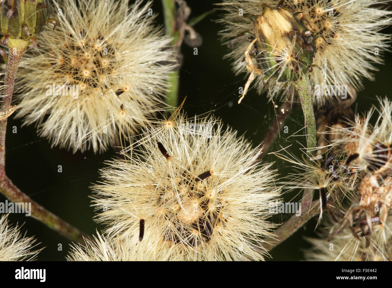 Very large seed heads hi-res stock photography and images - Alamy