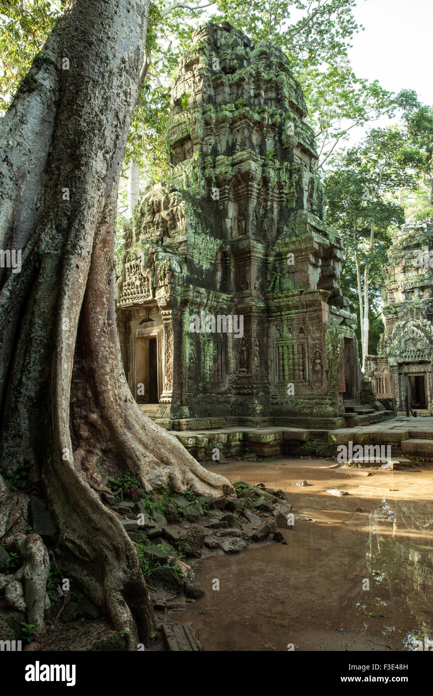 The ruins of Ta Prom Temple integrated with tropical forest, Angkor ...