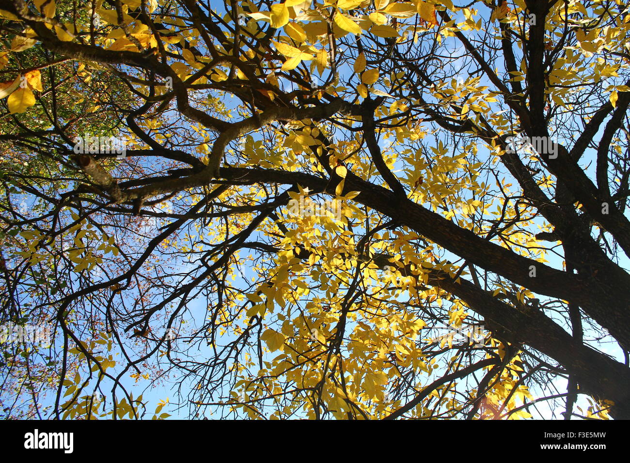 beautiful with bright yellow foliage tree in autumn city park Stock ...