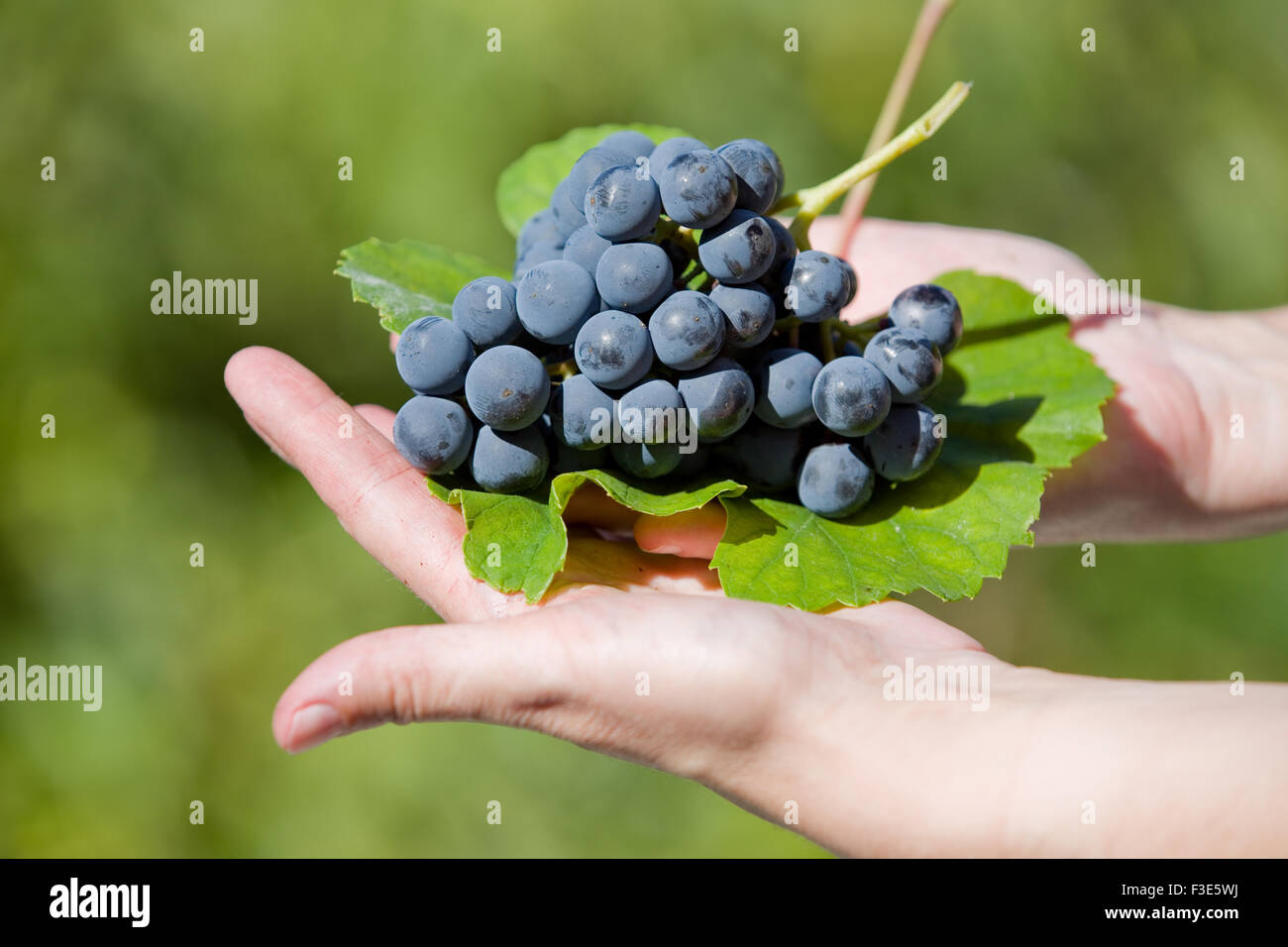 hands holding fresh bunch of grapes in the vineyard Stock Photo - Alamy