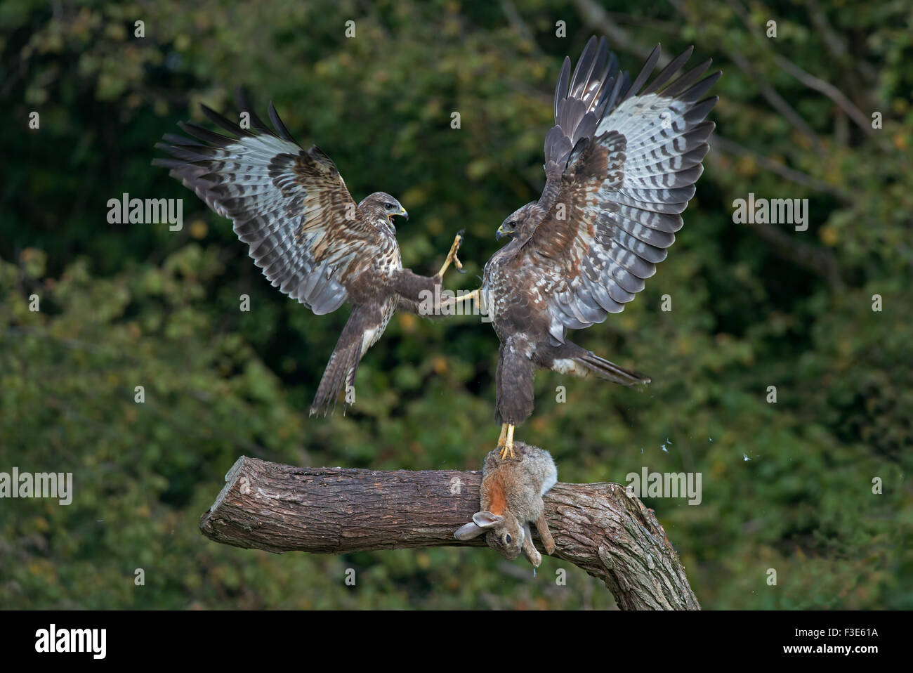 Buzzards uk hi-res stock photography and images - Alamy