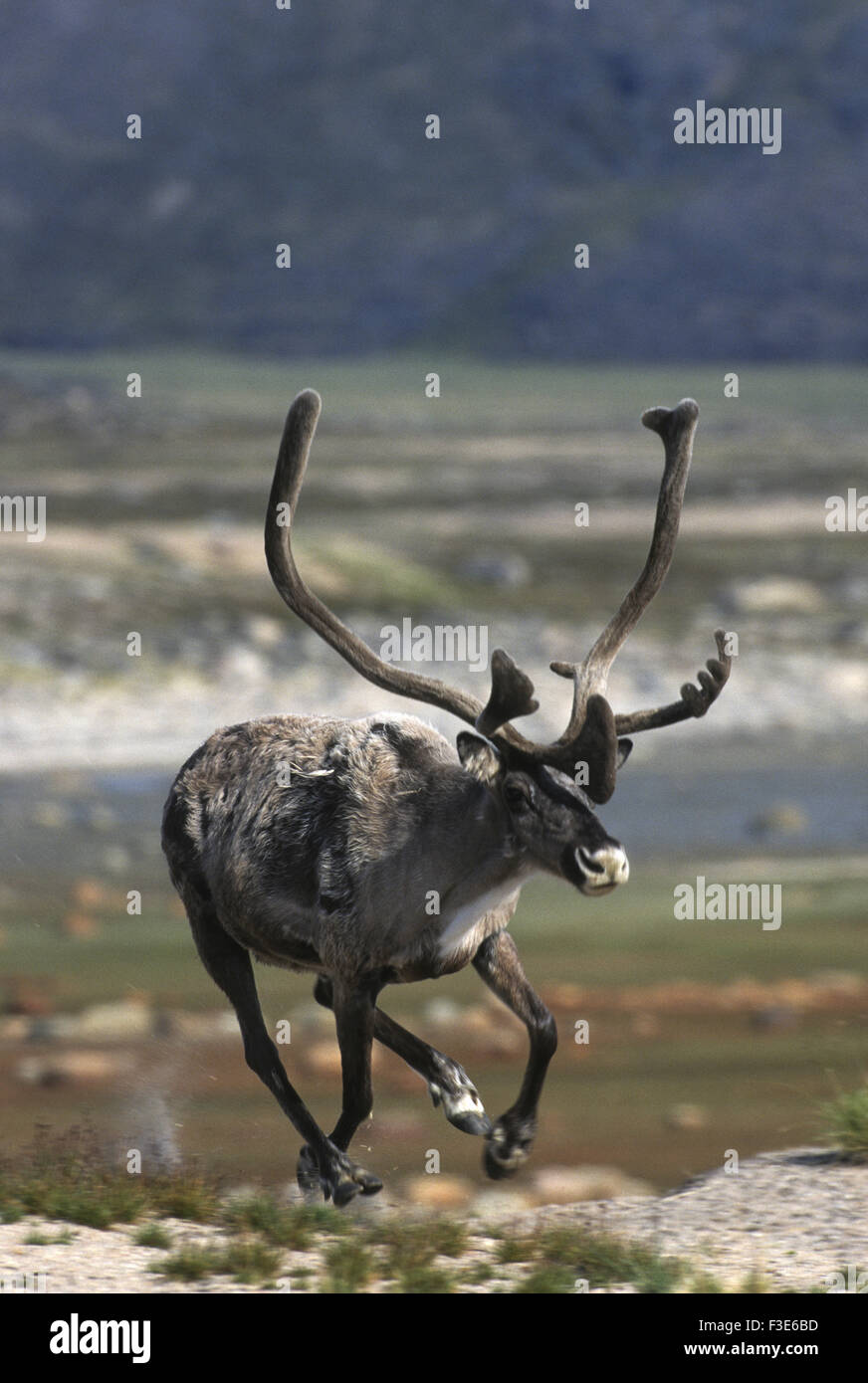 Caribou Animal Running
