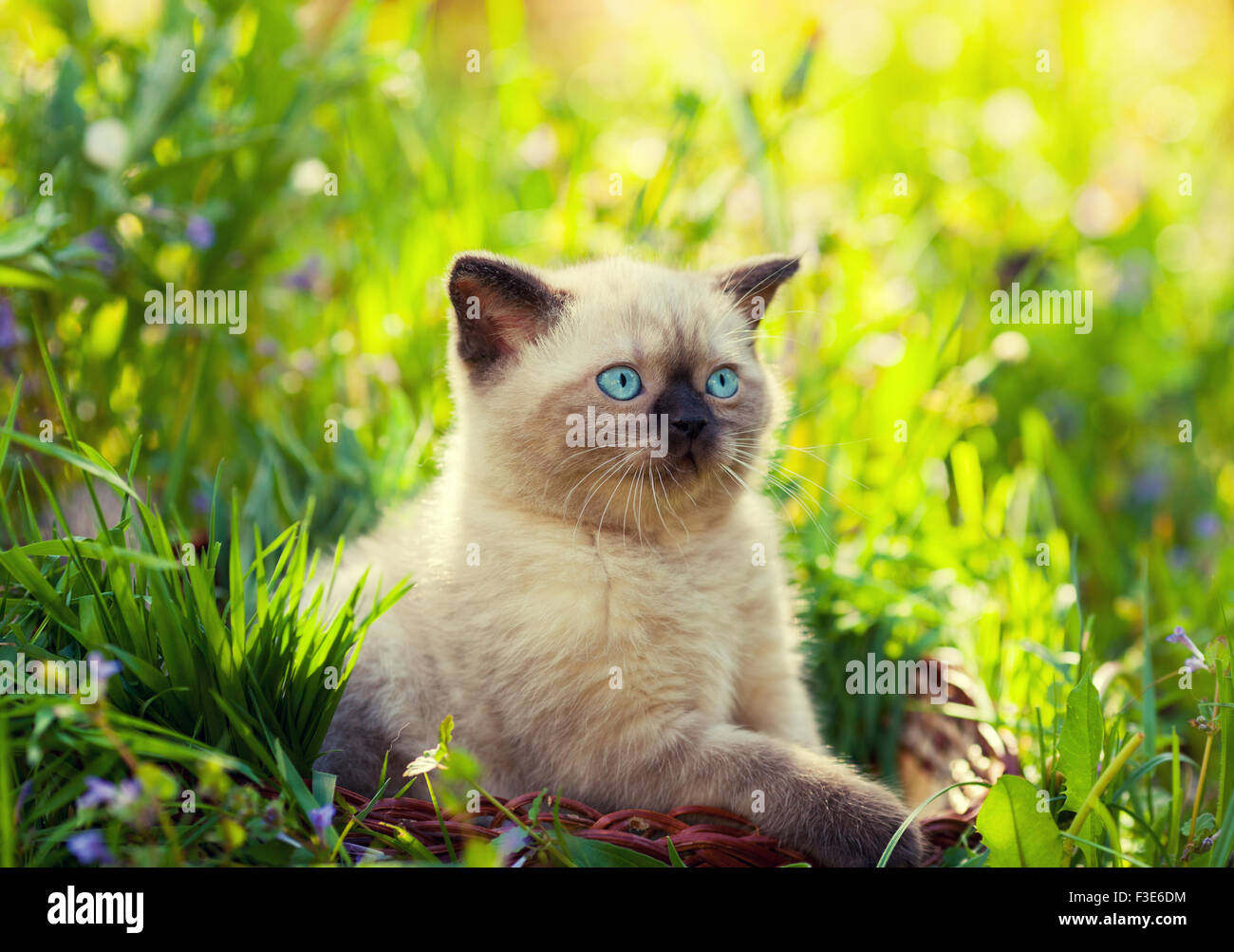 Cute kitten walking on the lawn Stock Photo - Alamy