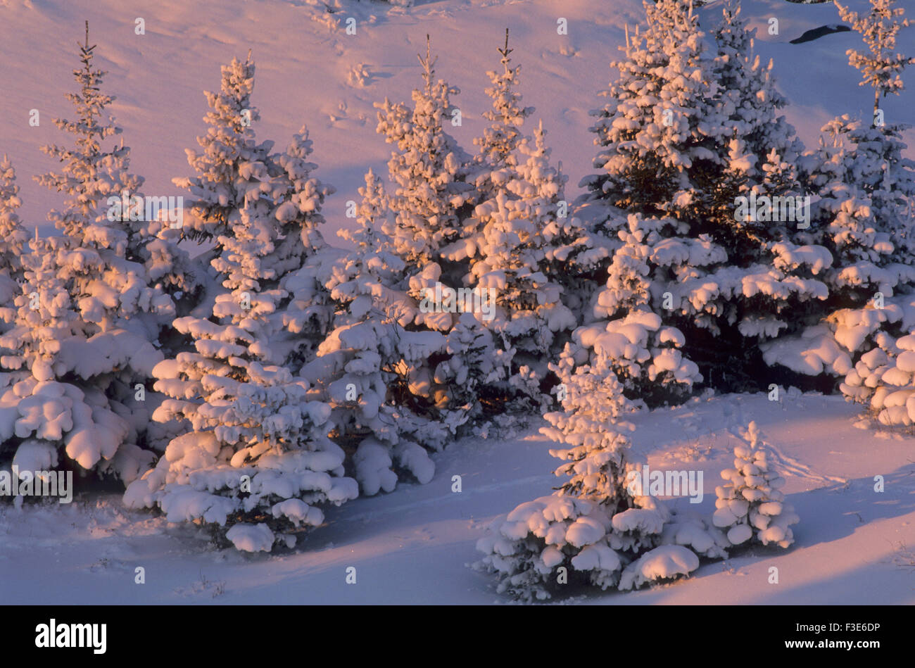 Black Spruce Forest High Resolution Stock Photography and Images - Alamy
