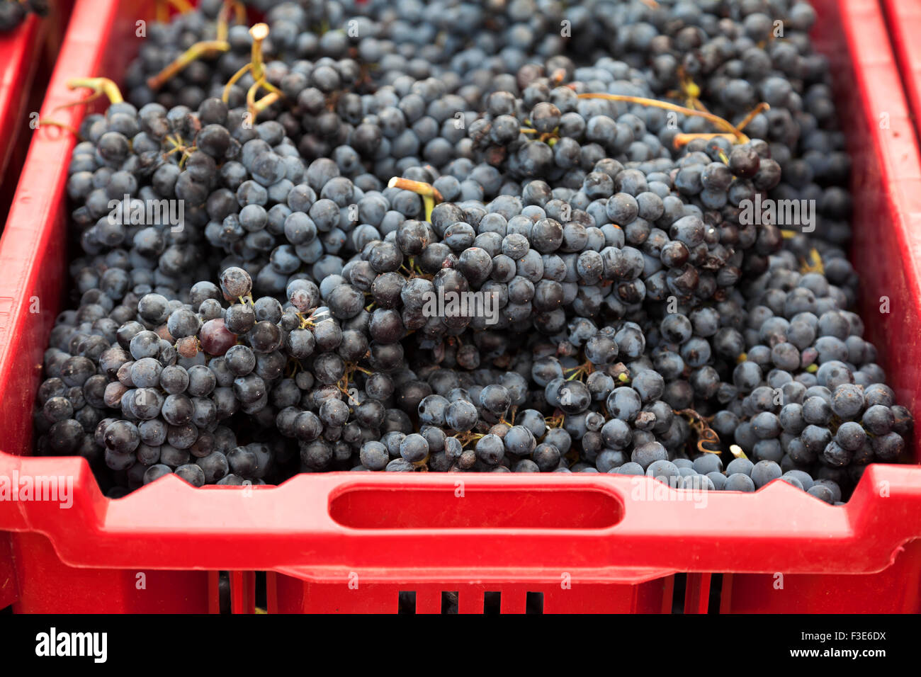 Crates full of grapes after harvesting Stock Photo - Alamy