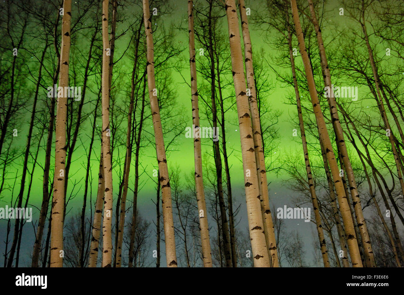 Northern Lights (Aurora Borealis) dance vividly behind an Aspen forest ...