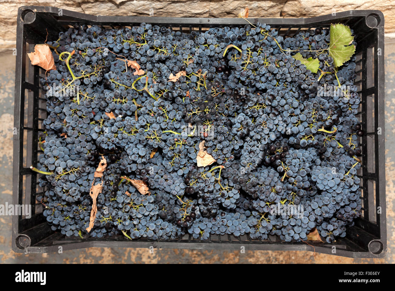 Crates full of grapes after harvesting Stock Photo - Alamy