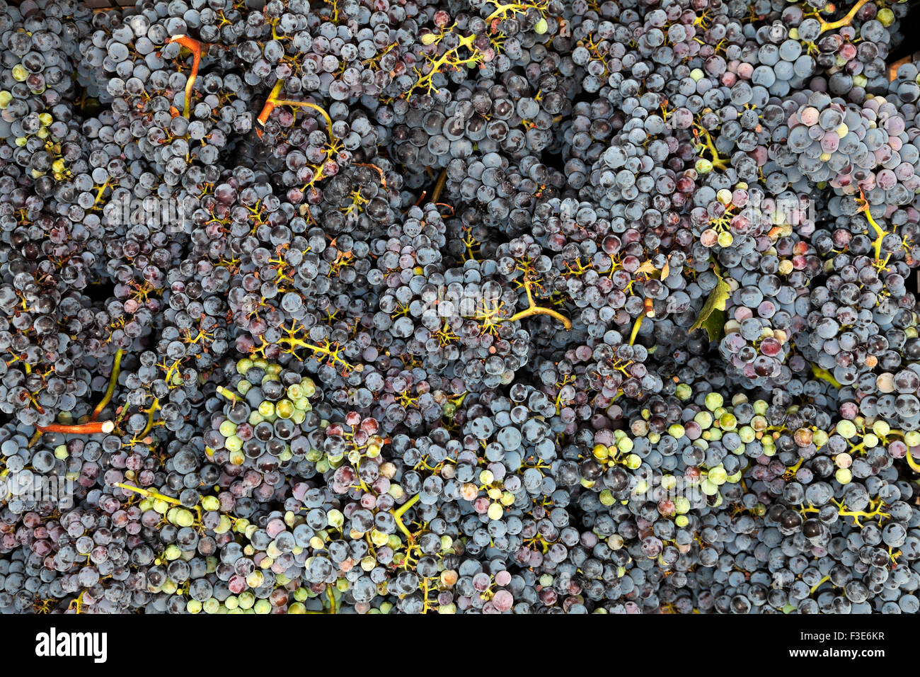 Crates full of grapes after harvesting Stock Photo - Alamy