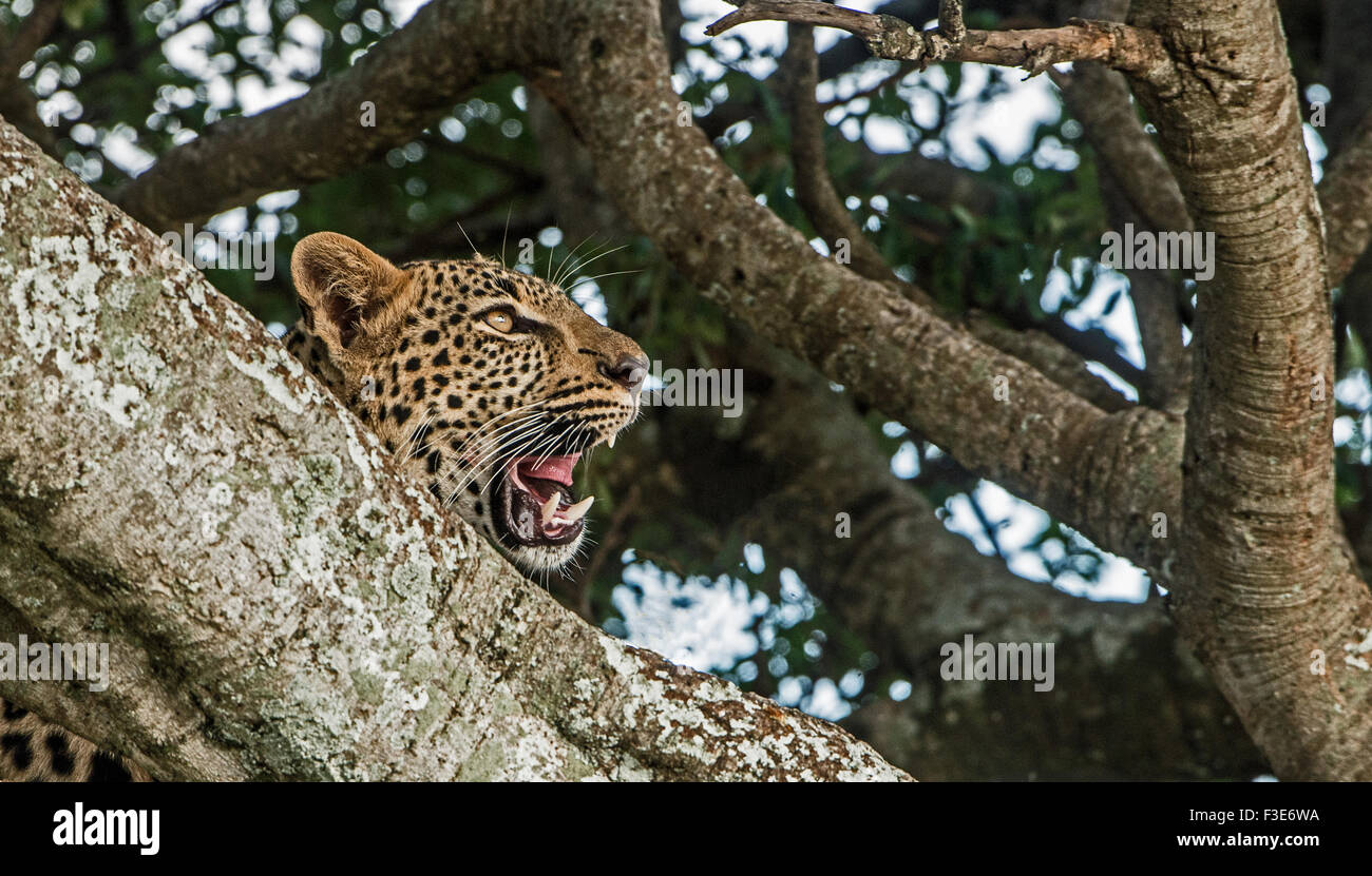 Snarling leopard in tree Stock Photo - Alamy