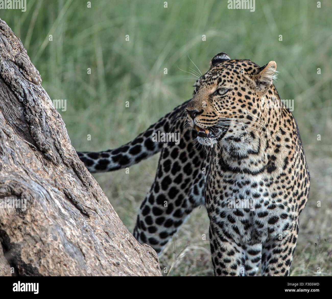 Leopard standing by tree Stock Photo - Alamy