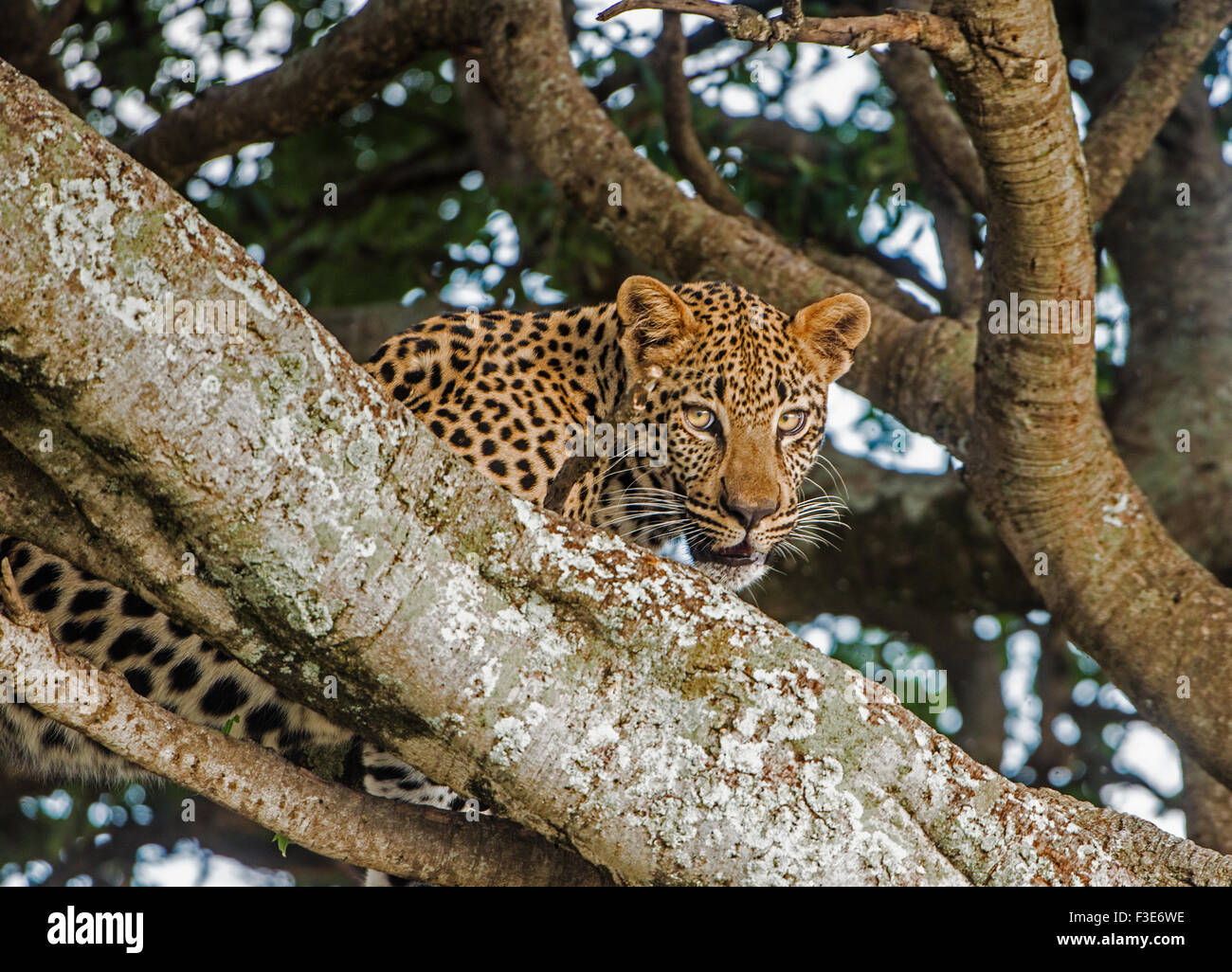 Leopard in a tree Stock Photo - Alamy