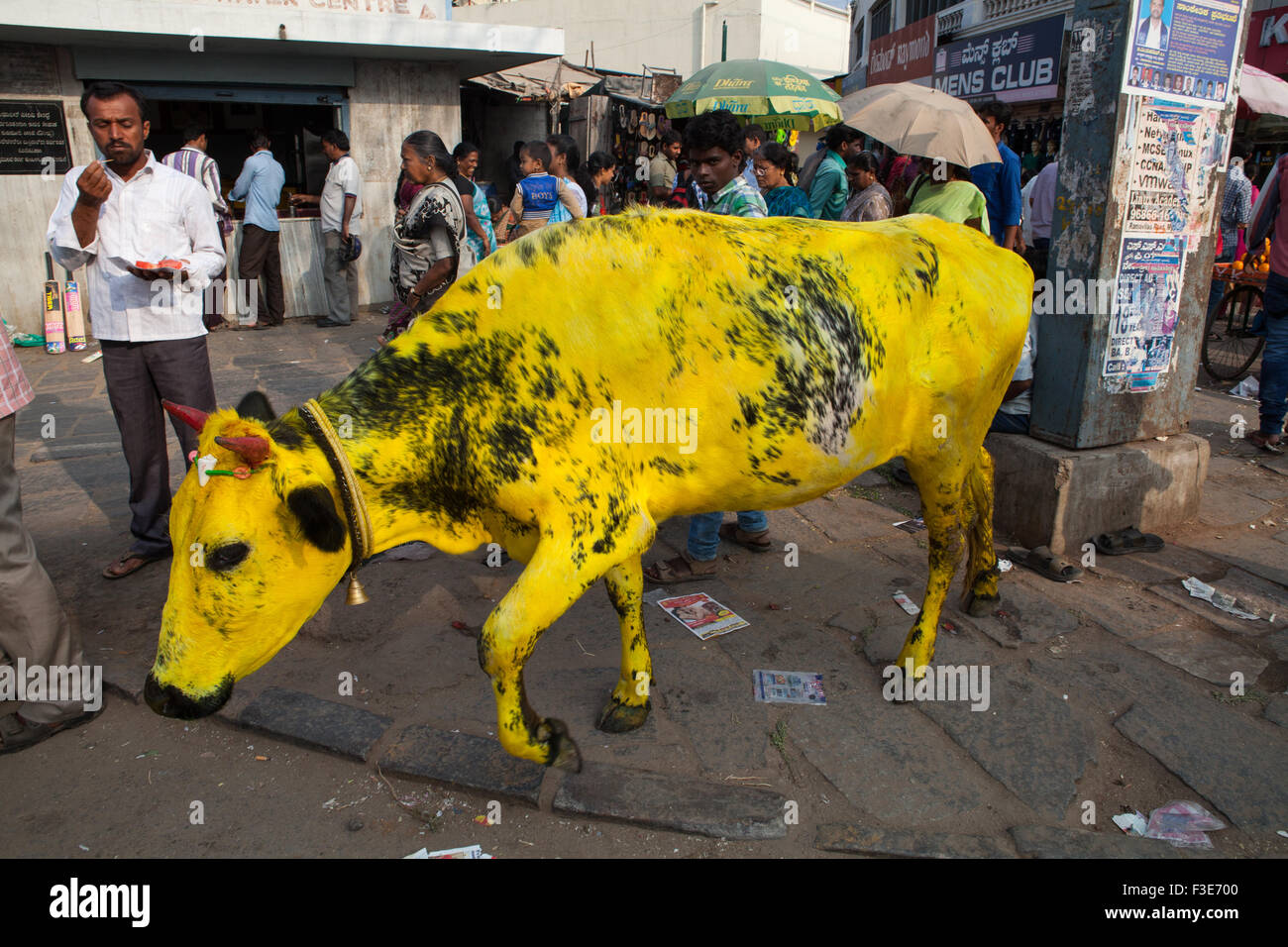 Holy cow mysore hi-res stock photography and images - Alamy