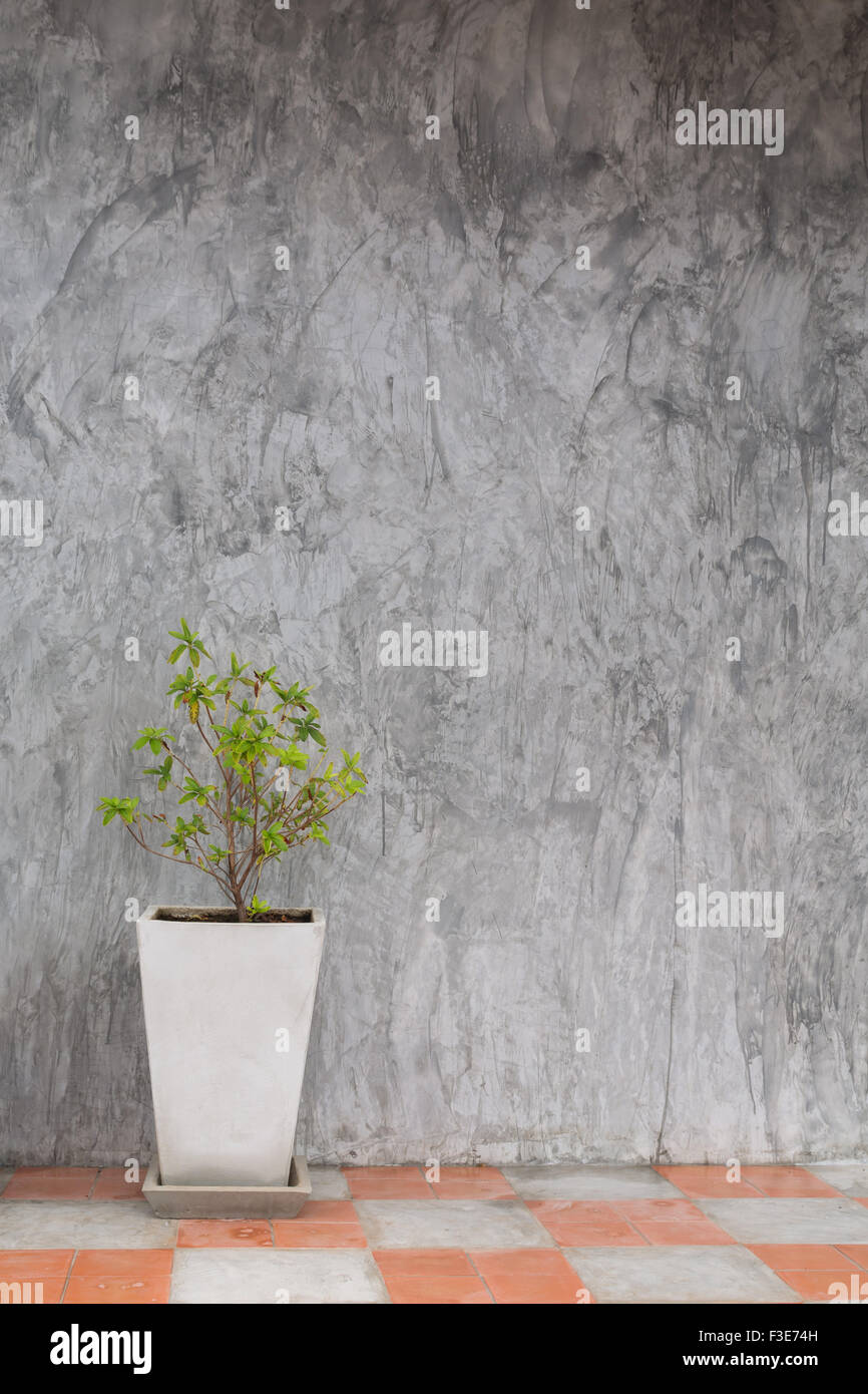 Tree in pots background hi-res stock photography and images - Alamy