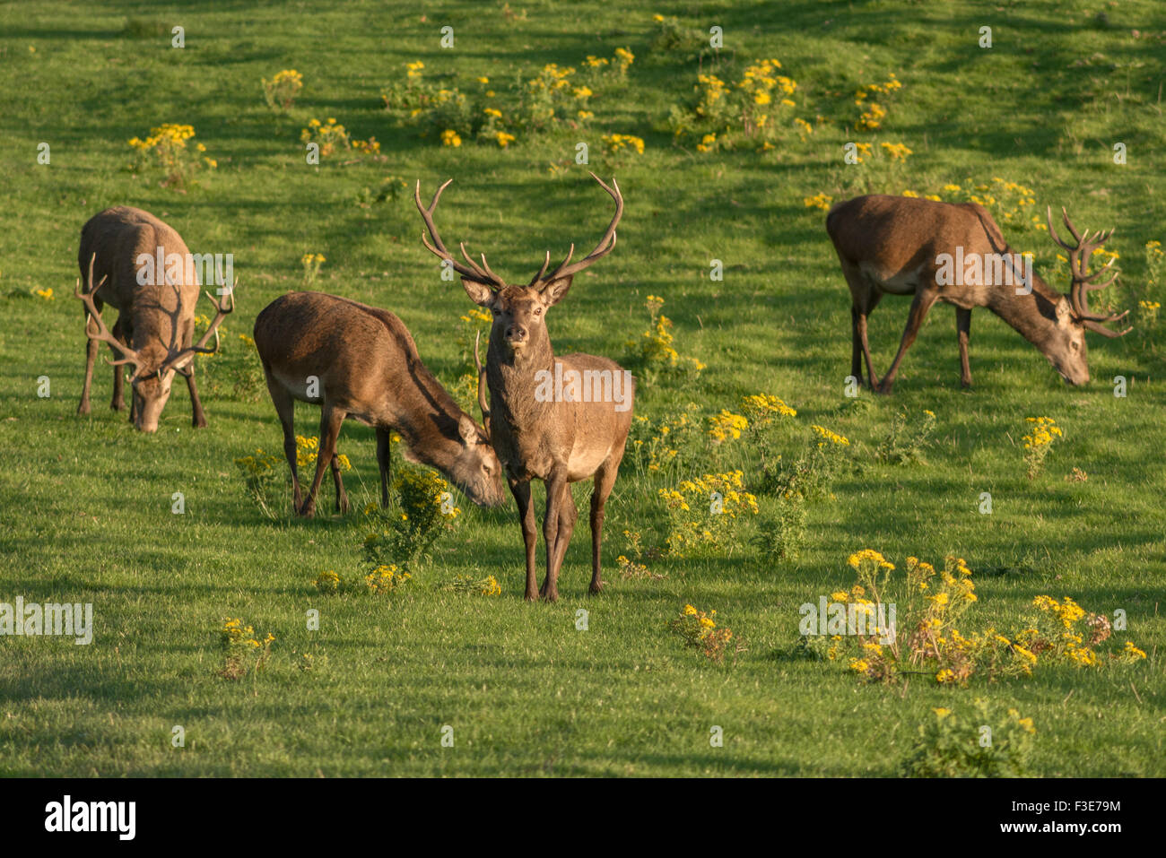 Young red deer Cervus Elaphus grazing on green meadow in the sunset ...