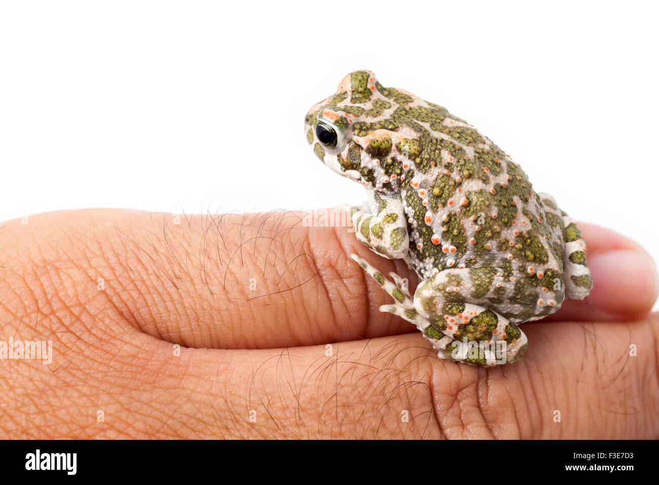 European green toad on a man's hand, close-up shot Stock Photo - Alamy