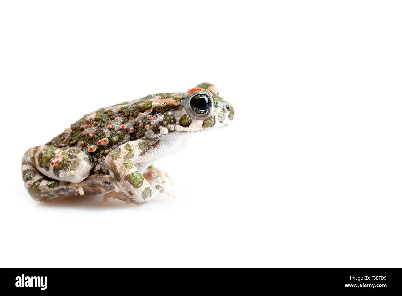 Frog on white background Stock Photo - Alamy