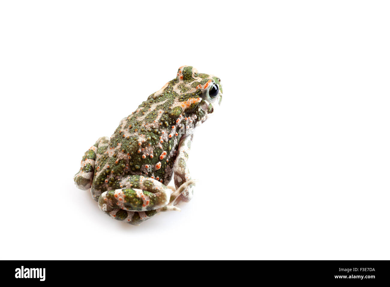 Frog on white background Stock Photo - Alamy