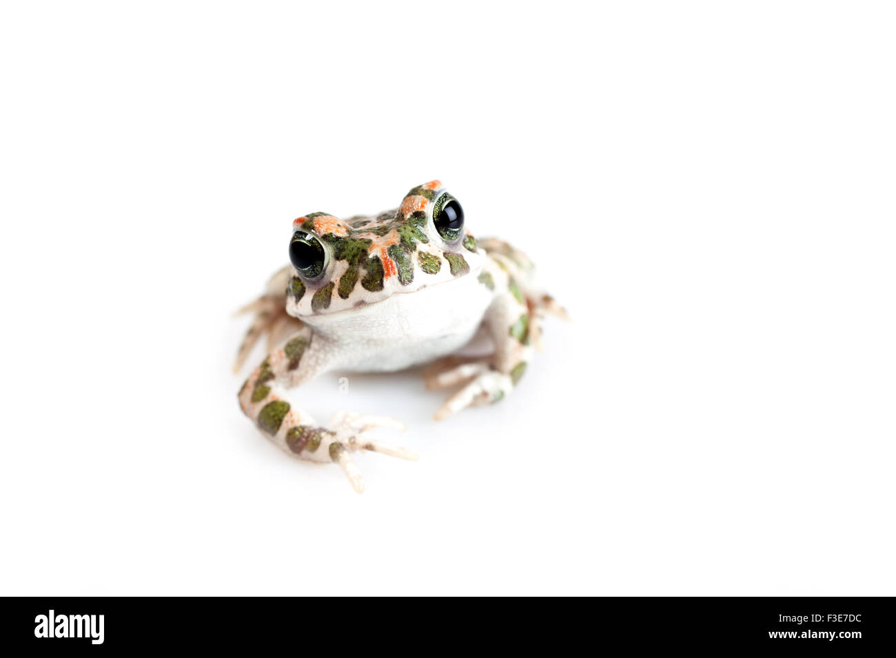 Frog on white background Stock Photo - Alamy