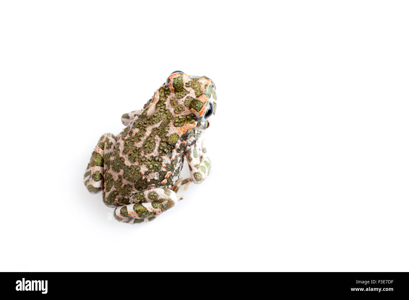 Frog on white background Stock Photo - Alamy