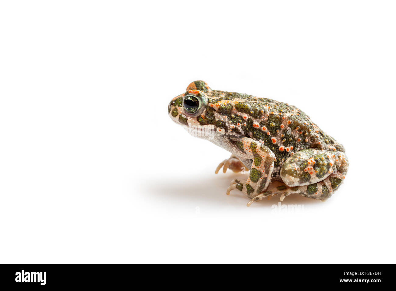Frog on white background Stock Photo - Alamy