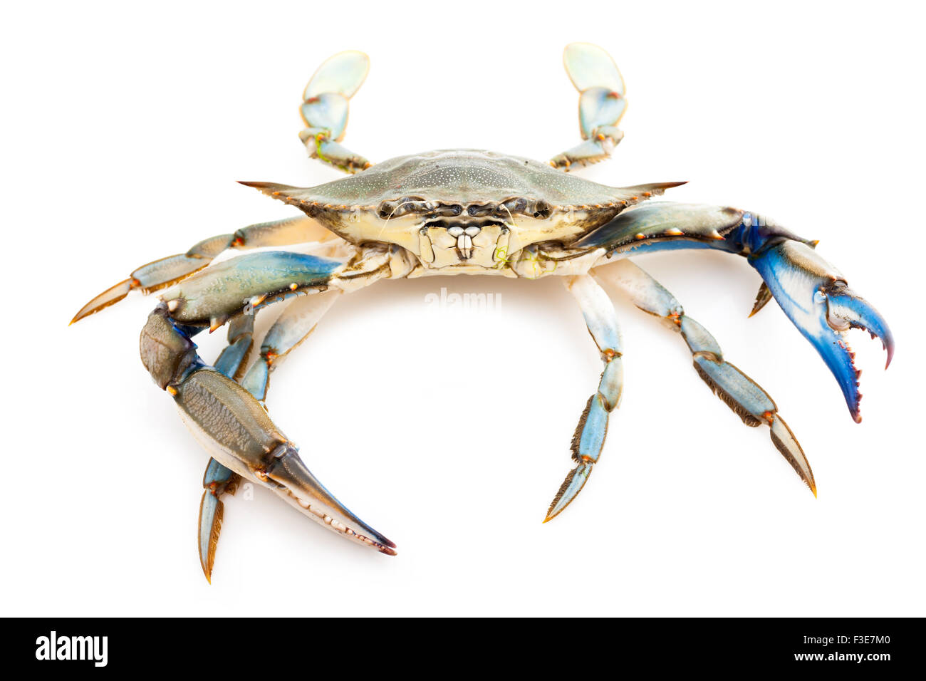 Blue crab isolated on white background Stock Photo - Alamy