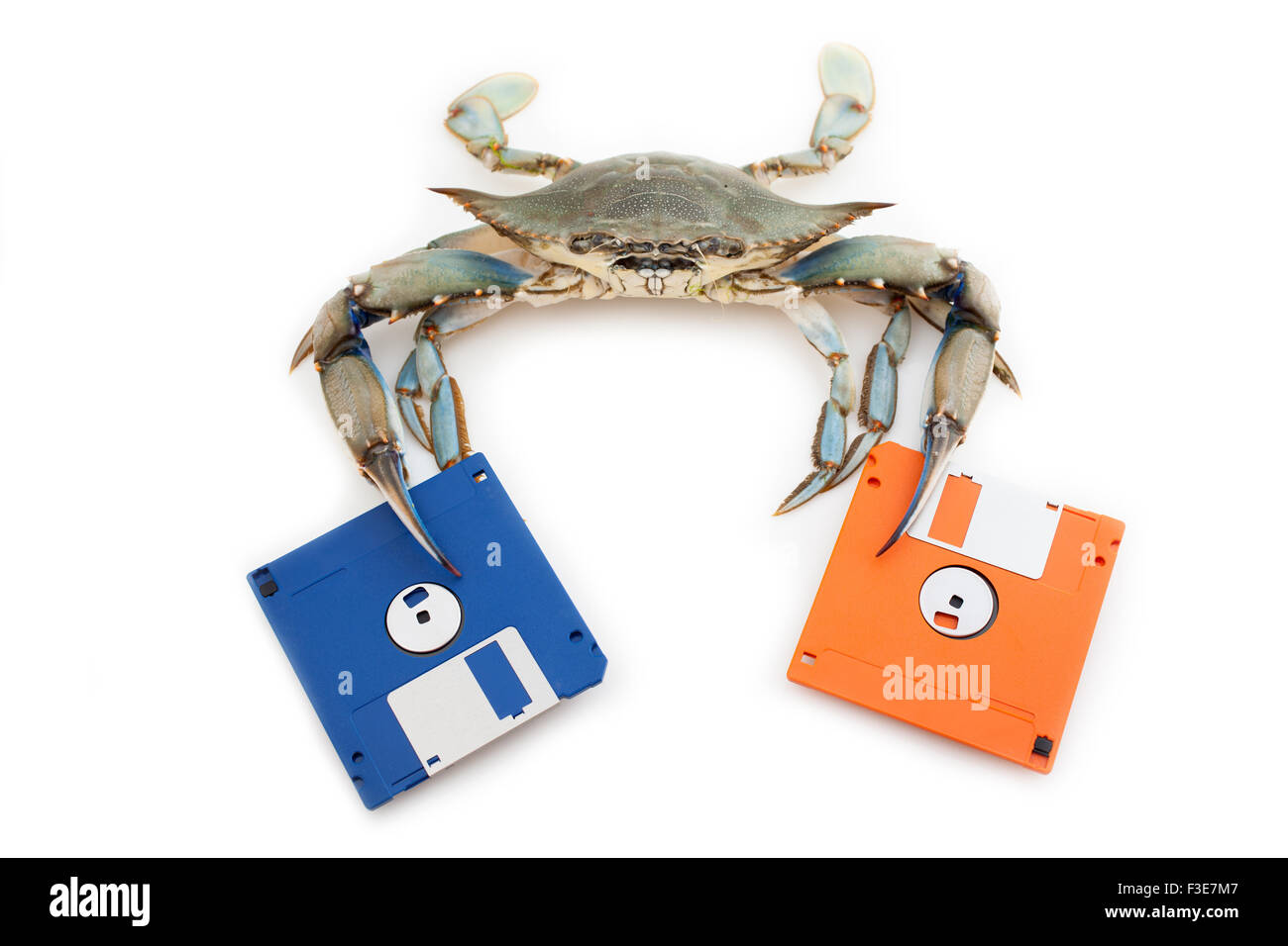 Blue crab holding a floppy disk Stock Photo - Alamy