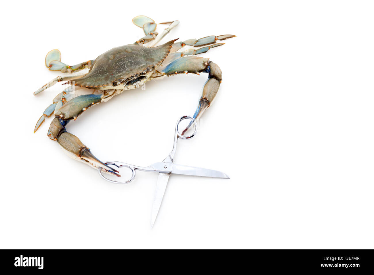 Blue crab holding a scissors Stock Photo - Alamy