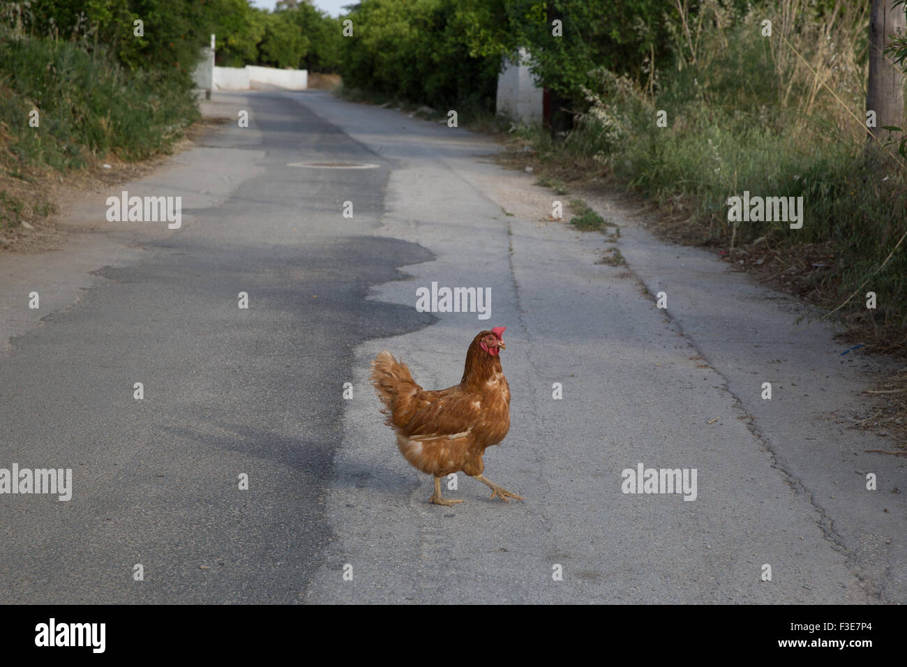 Chicken Crossing The Road Animation