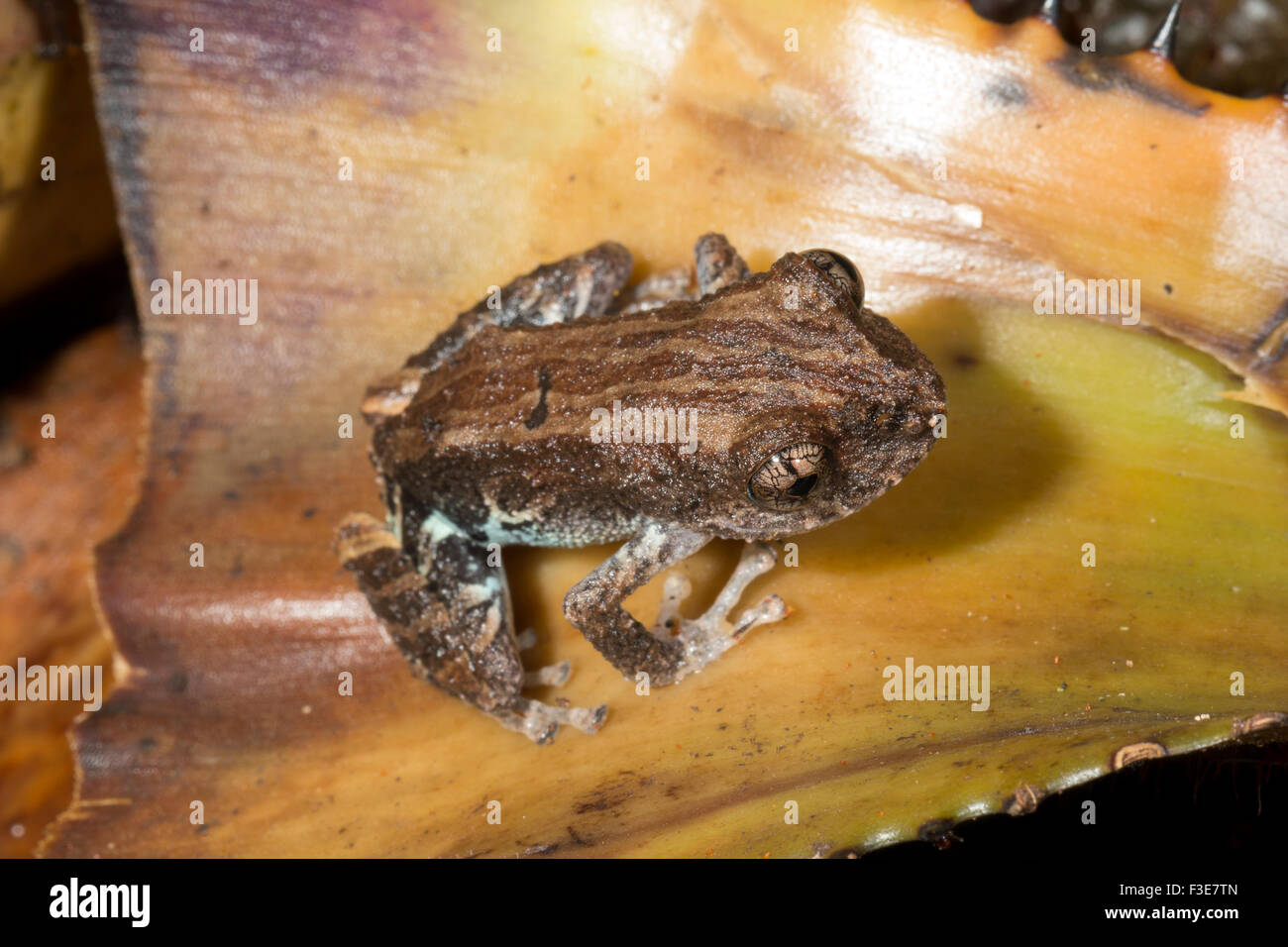 Upper Amazon Rain Frog (Pristimantis altamazonicus) in the rainforest ...