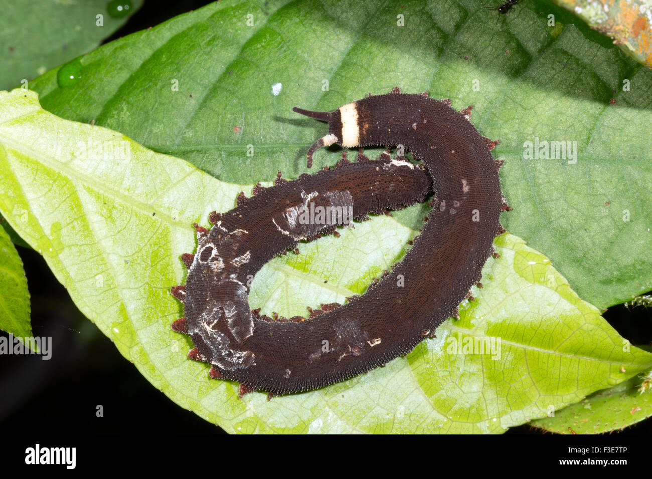 Peripatus (velvet worm) on a leaf in the rainforest understory, Ecuador ...